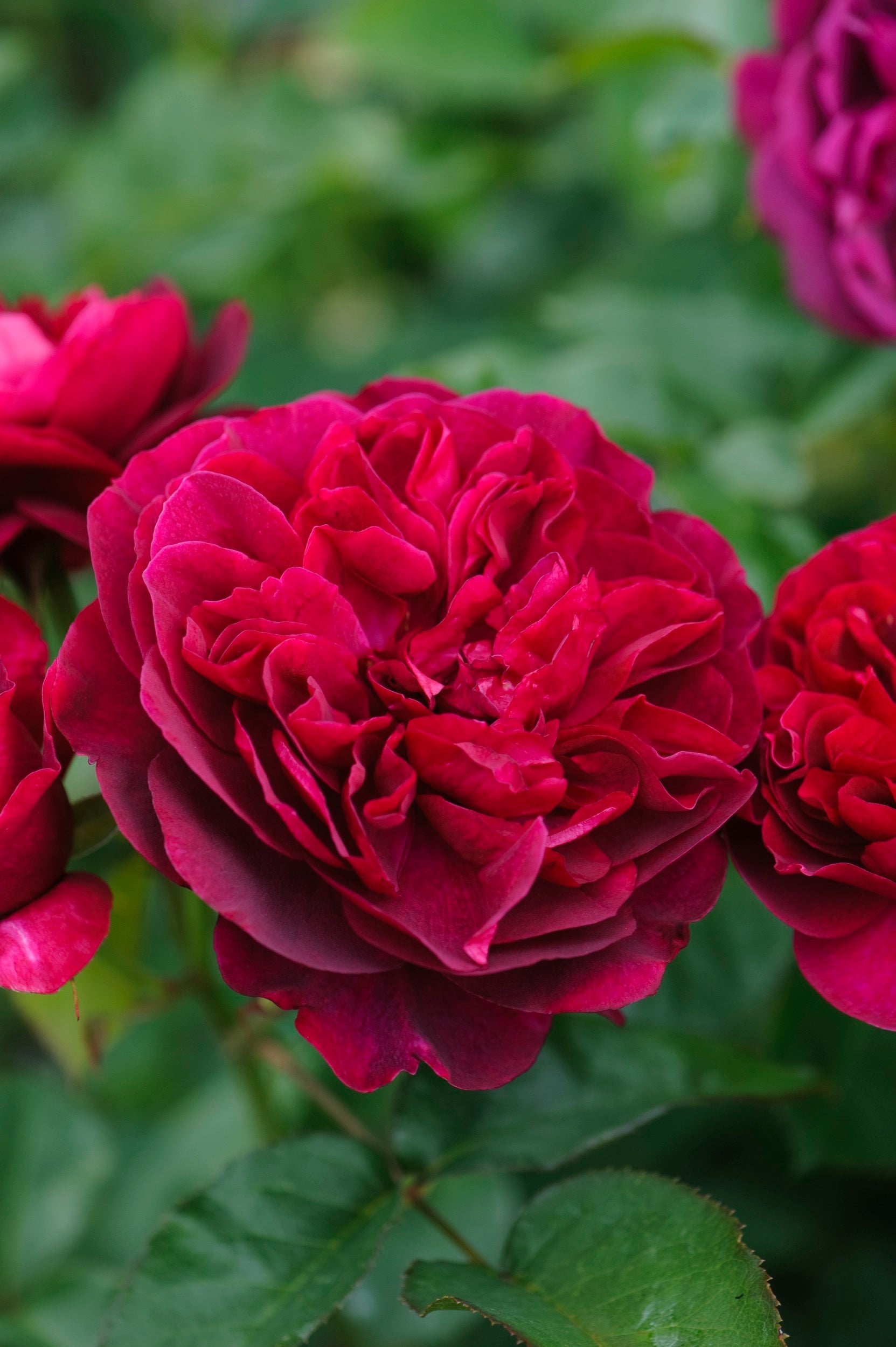 Award Winners: Rose Trial Awards – Lakeview Roses