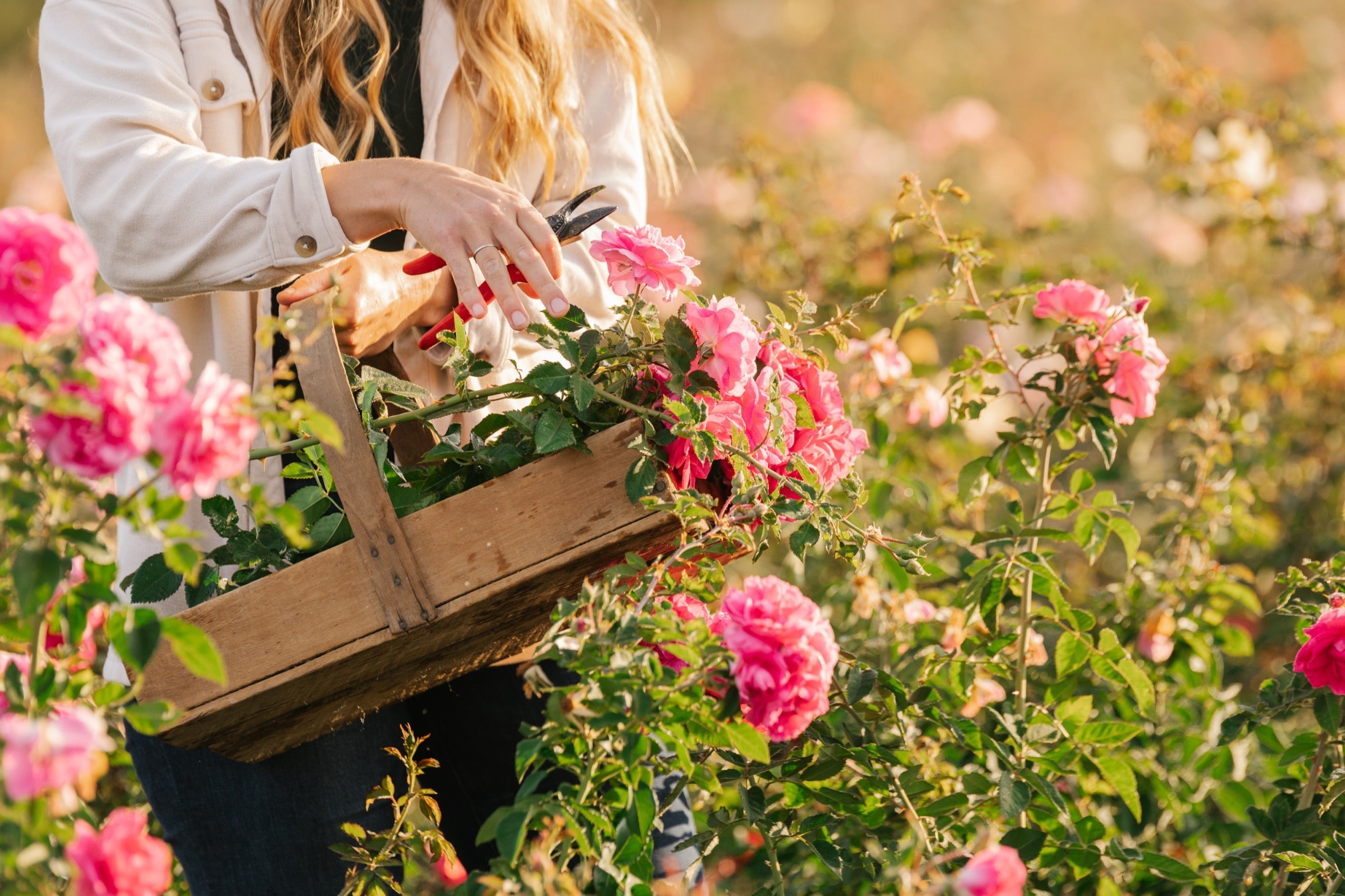Shop All Roses – Lakeview Roses